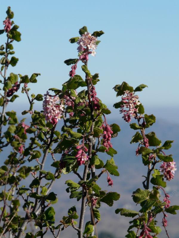 Ribes malvaceum, Pink Chaparral currant