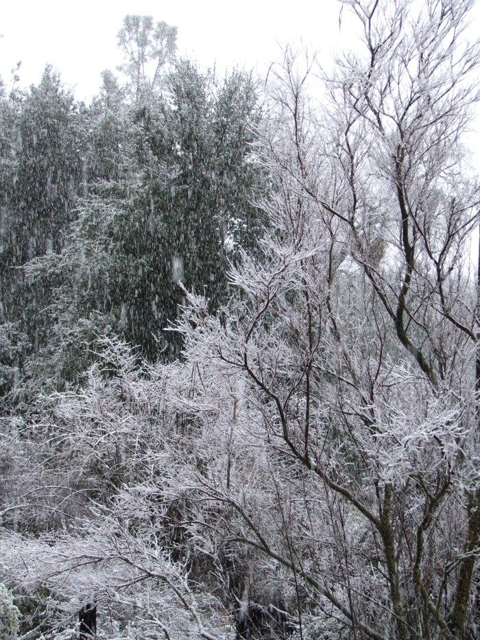desert willow winter