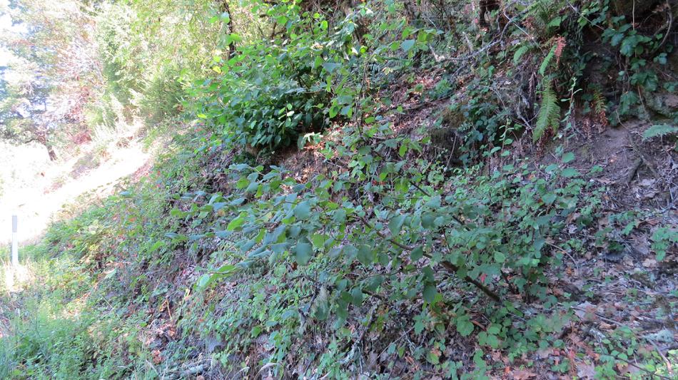 Amelanchier utahensis, Utah Service Berry.