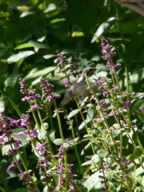 Stachys chamissonis, Magenta Butterfly Flower.