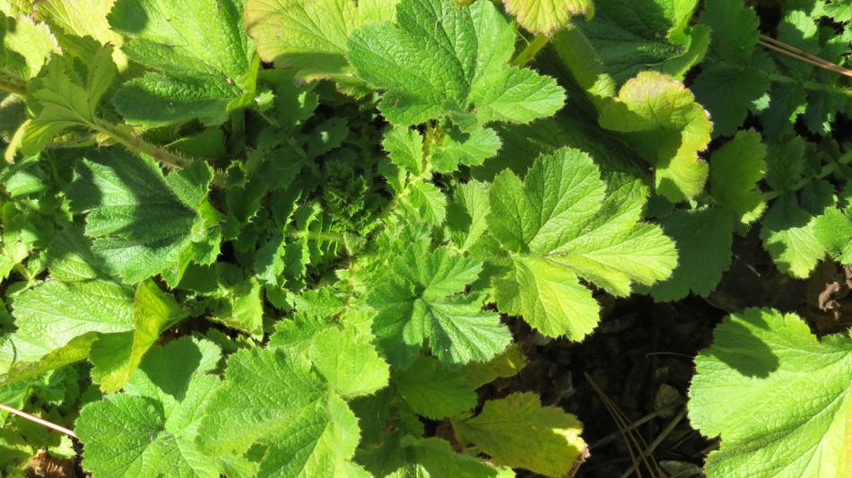 Geum macrophyllum, Big Leaf Avens.