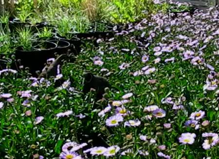 Erigeron glaucus x 'Wayne Roderick ', Wayne Roderick's Seaside Daisy.