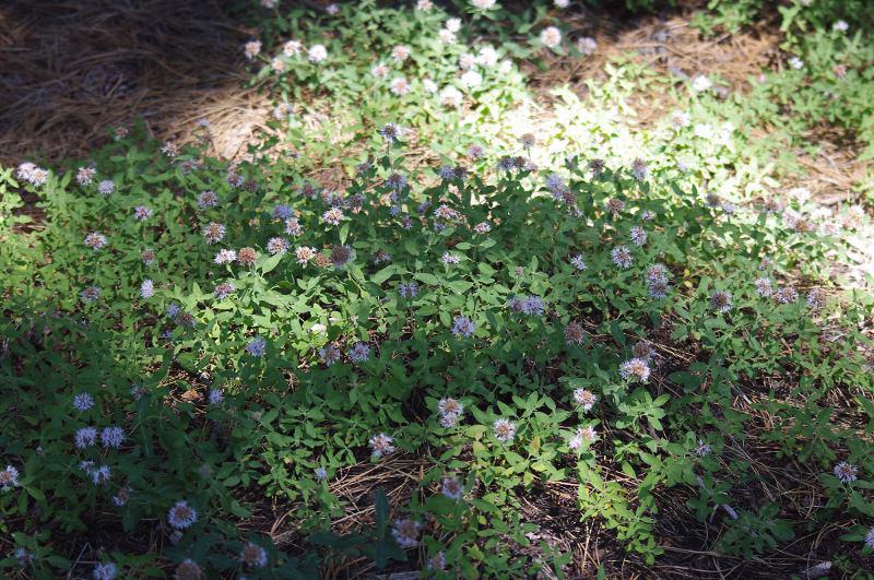 Monardella odoratissima var. pallida, Pale Mountain Monardella.