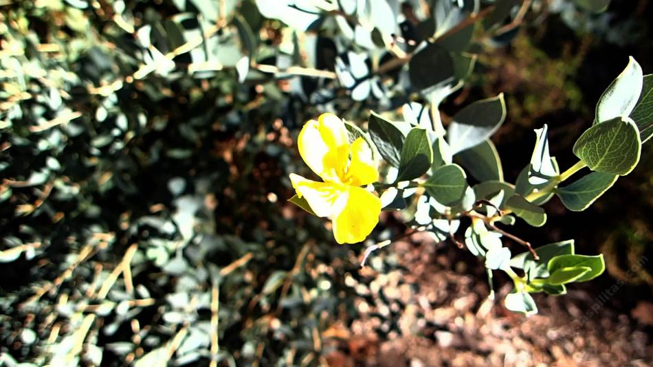 Dendromecon harfordii, Island Bush Poppy.