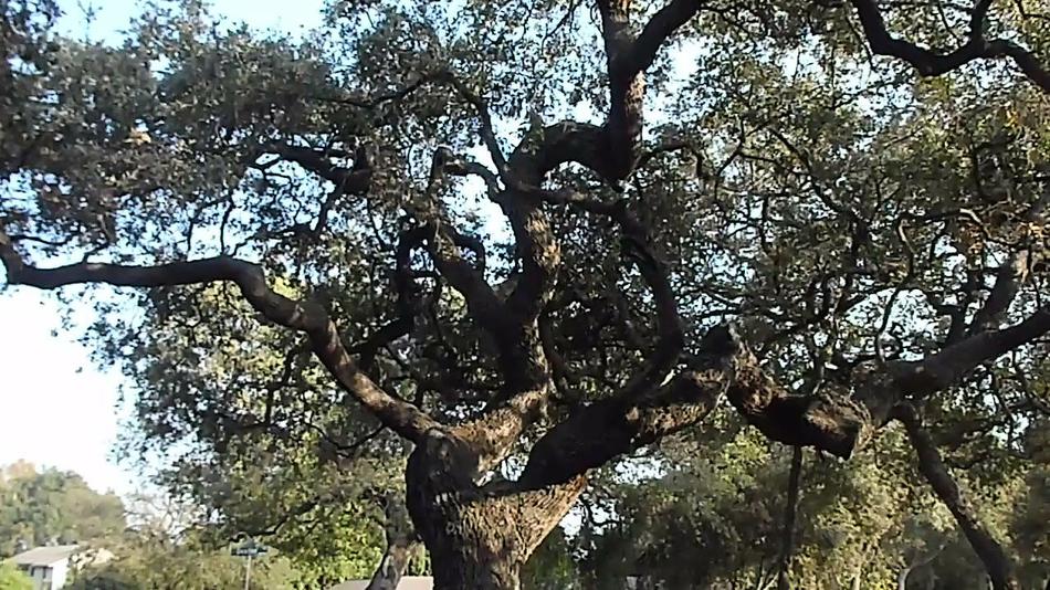 Quercus engelmannii, Mesa Oak.