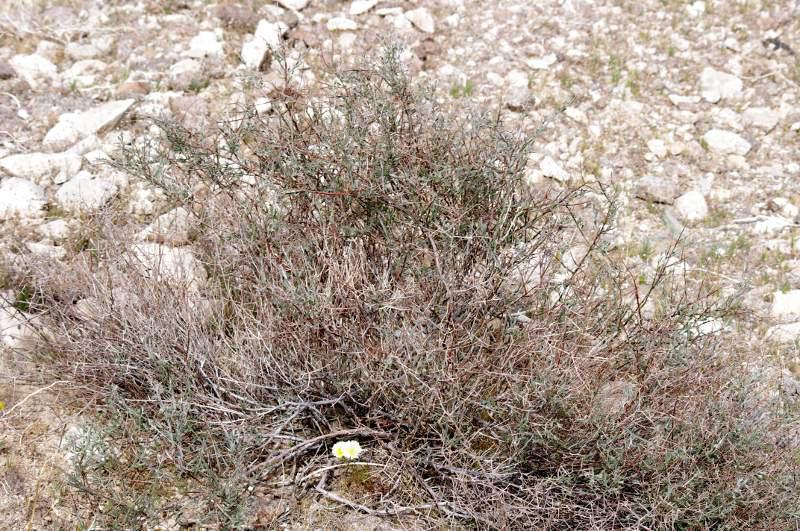 Krameria parvifolia, Range Ratany.