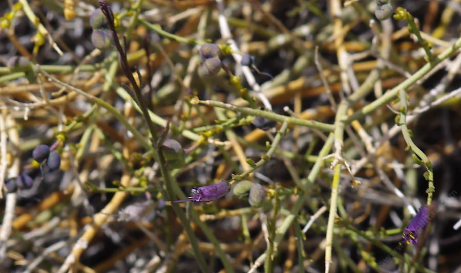 Thamnosma montana, Desert Rue.