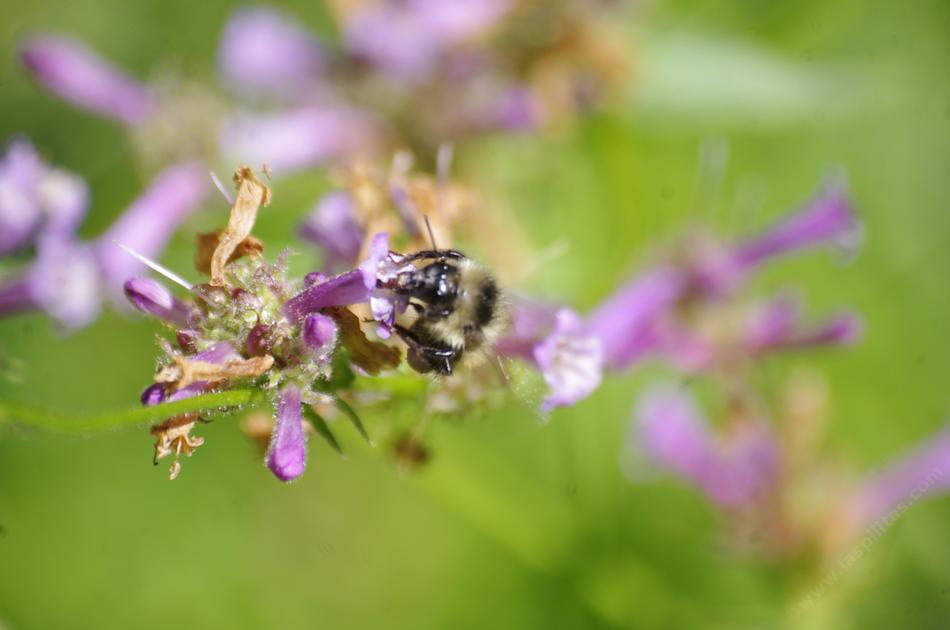 Penstemon heterodoxus, Sierra Penstemon.