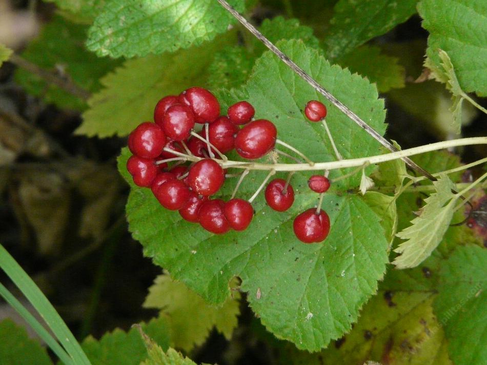 Actaea rubra, Snakeberry.