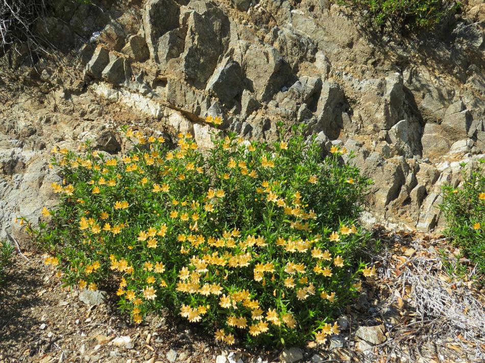 Diplacus grandiflorus 'Adelaide', Slender Monkey Flower.