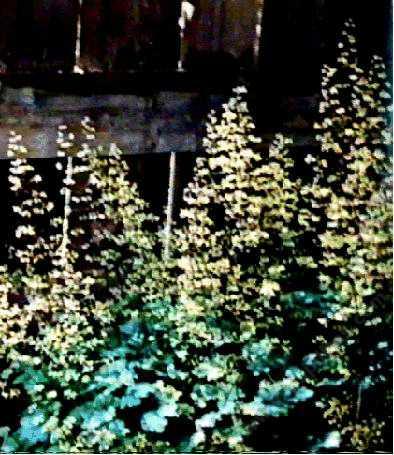 heuchera micrantha native range