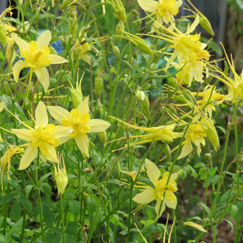 Aquilegia pubescens, Sierra Columbine.