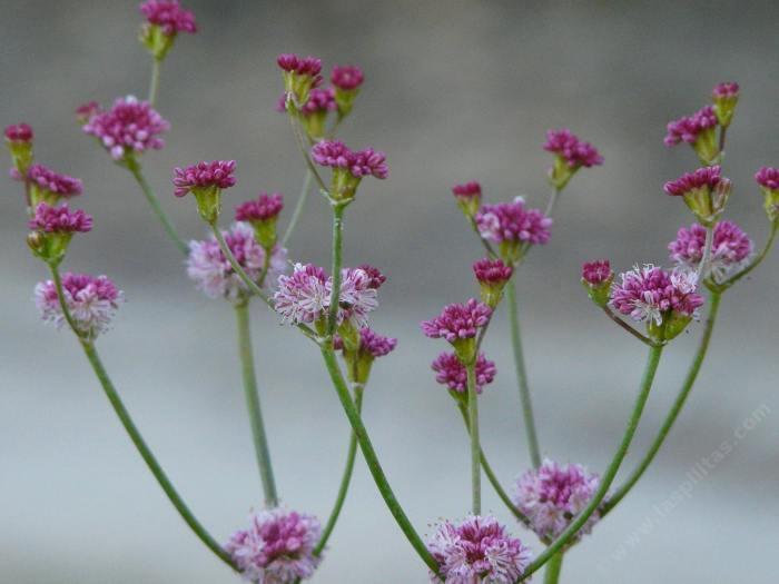 red flowered buckwheat