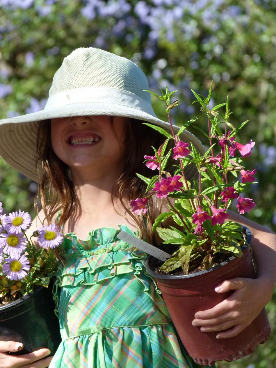 Diplacus puniceus 'Bert's Raspberry', Bert's Raspberry Monkey Flower.