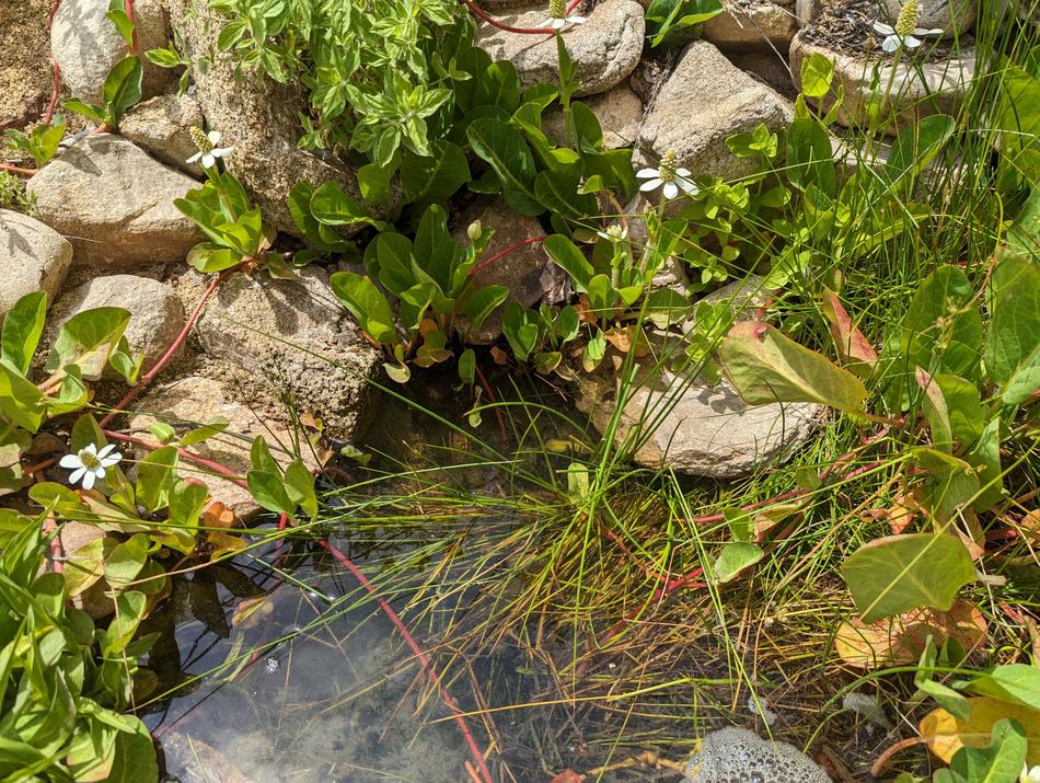 Anemopsis californica, Yerba Mansa.
