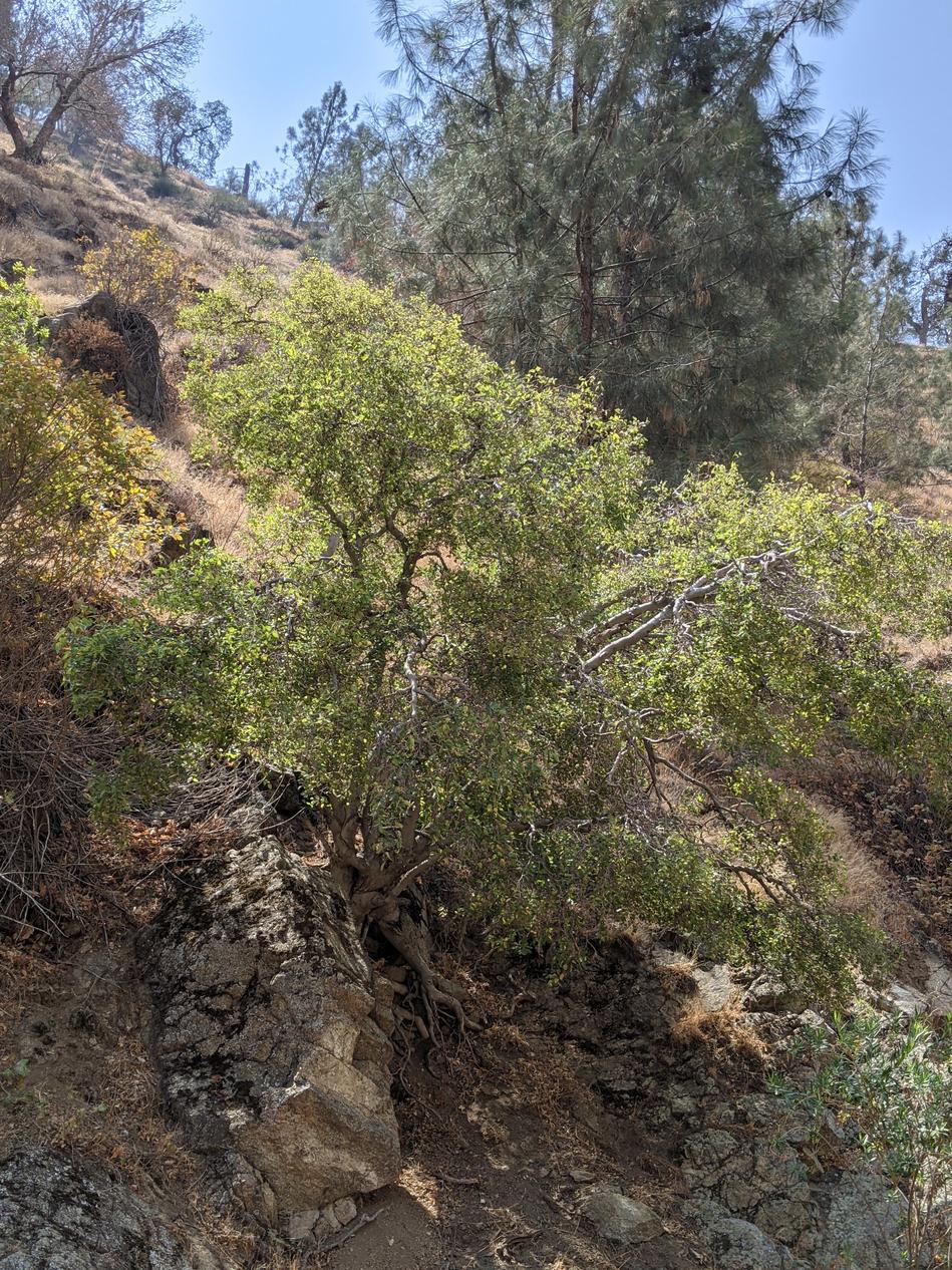 Celtis reticulata, Hackberry.