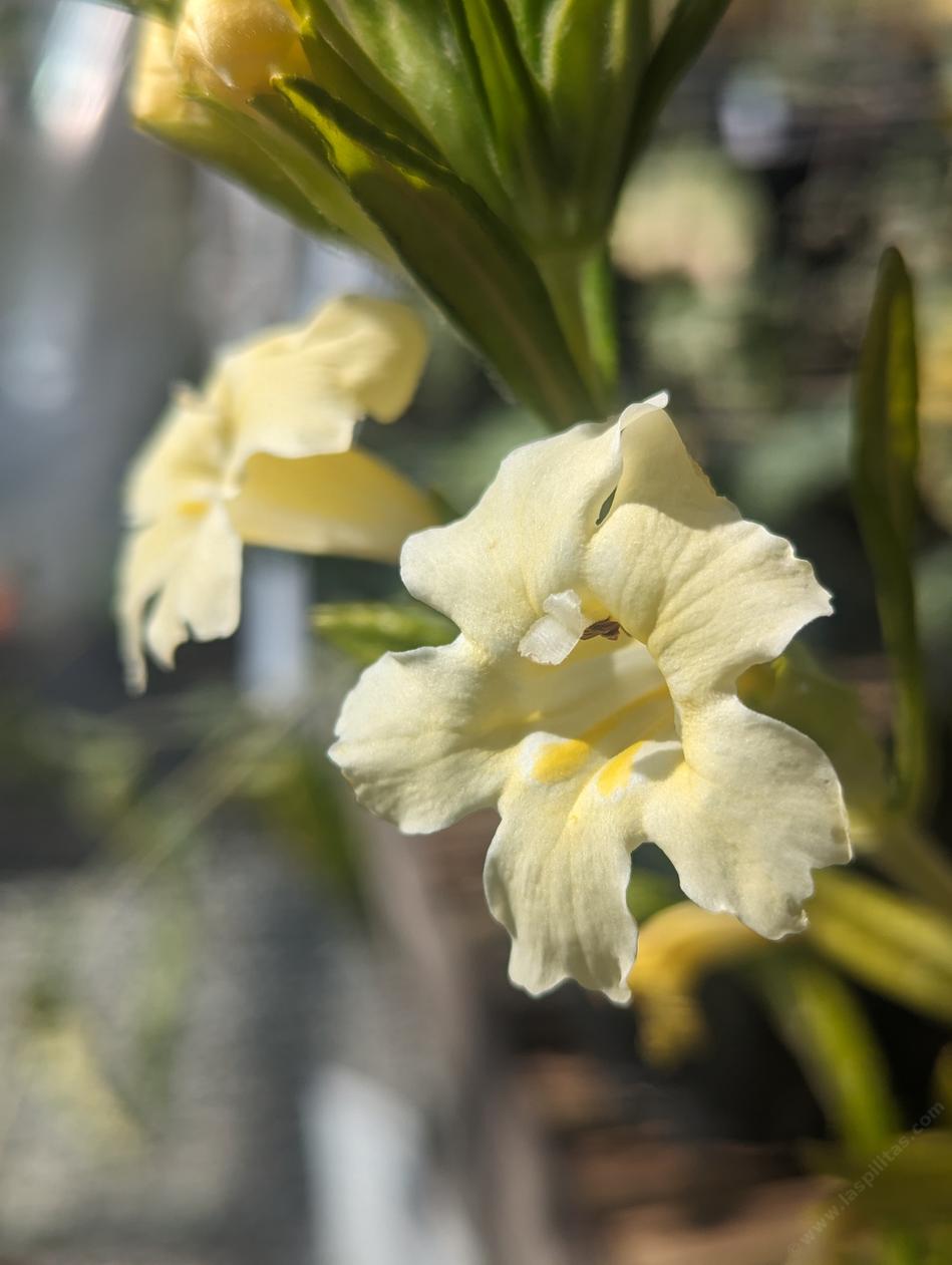 Diplacus calycinus, Rock Monkey Flower.