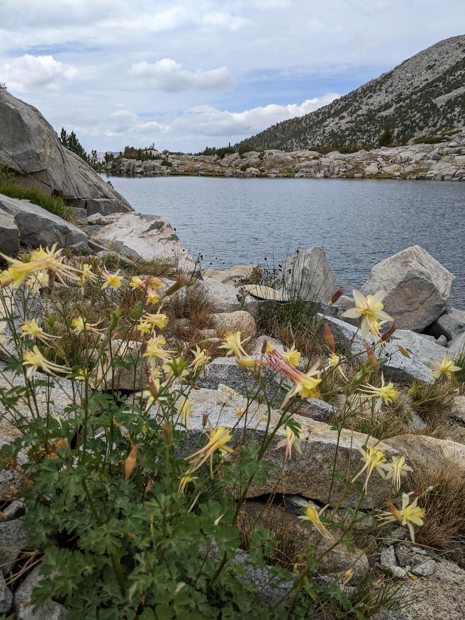 Aquilegia pubescens, Sierra Columbine.