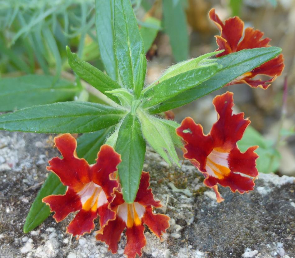 Diplacus rutilus 'Santa Susana', Santa Susana Monkey Flower.