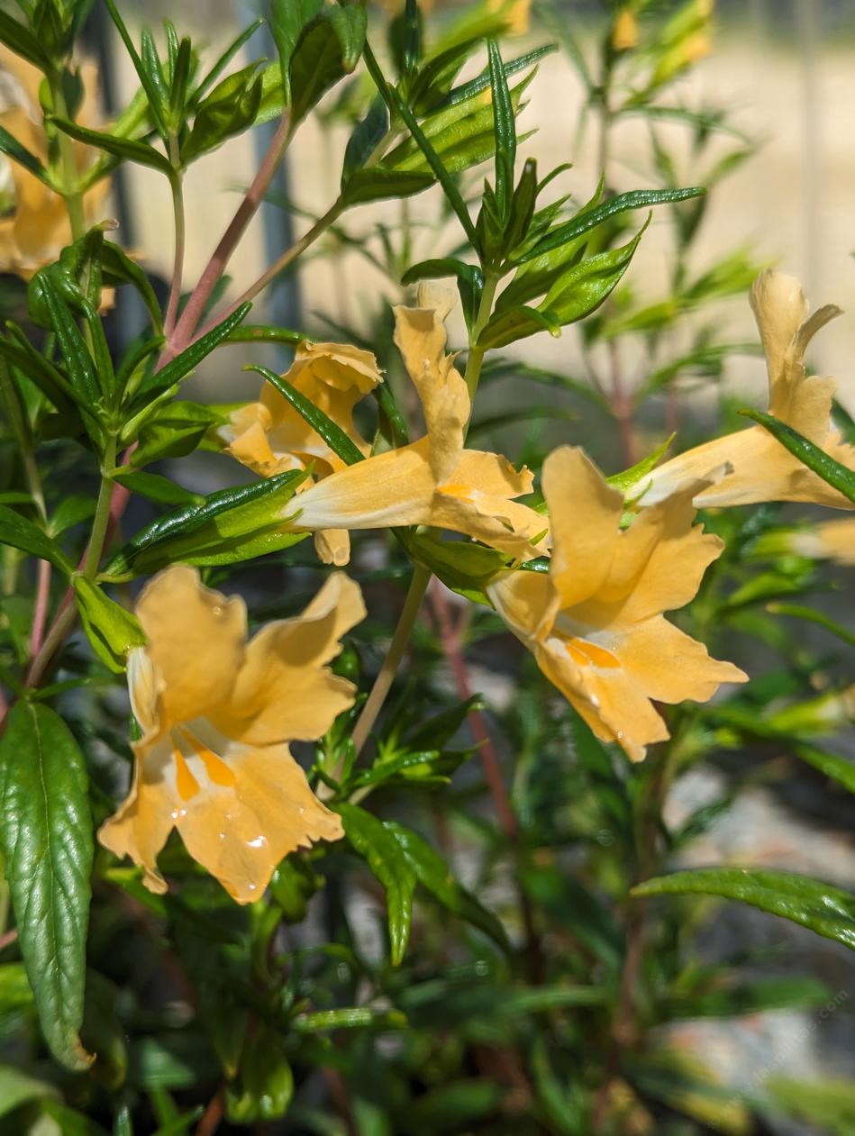 mimulus glutinosus