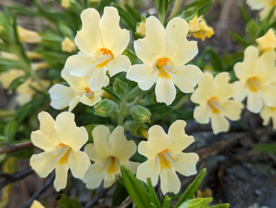 mimulus glutinosus