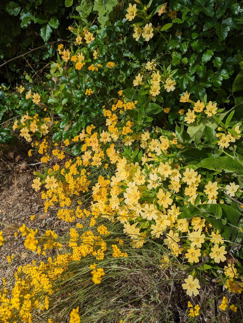 mimulus glutinosus
