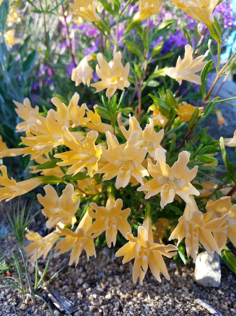 Diplacus grandiflorus 'Adelaide', Slender Monkey Flower.