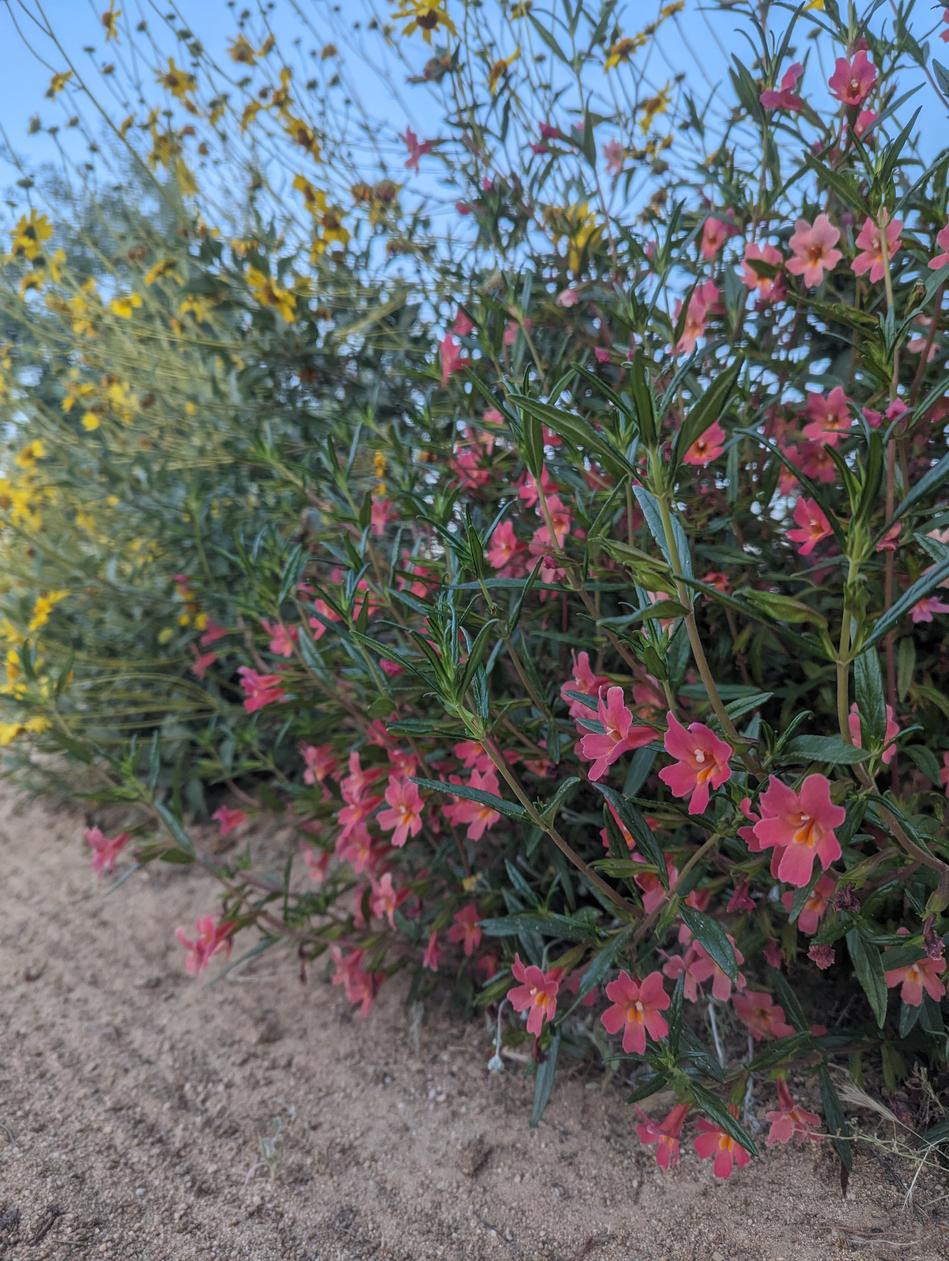Diplacus puniceus 'Penelope', Penny's Monkey Flower.