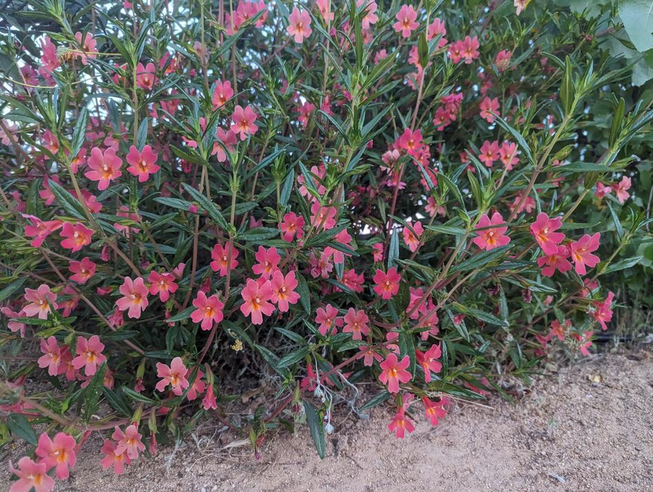 Diplacus puniceus 'Penelope', Penny's Monkey Flower.