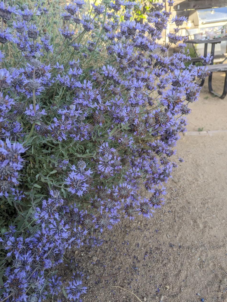 Salvia 'Pozo Blue', Grey Musk Sage.