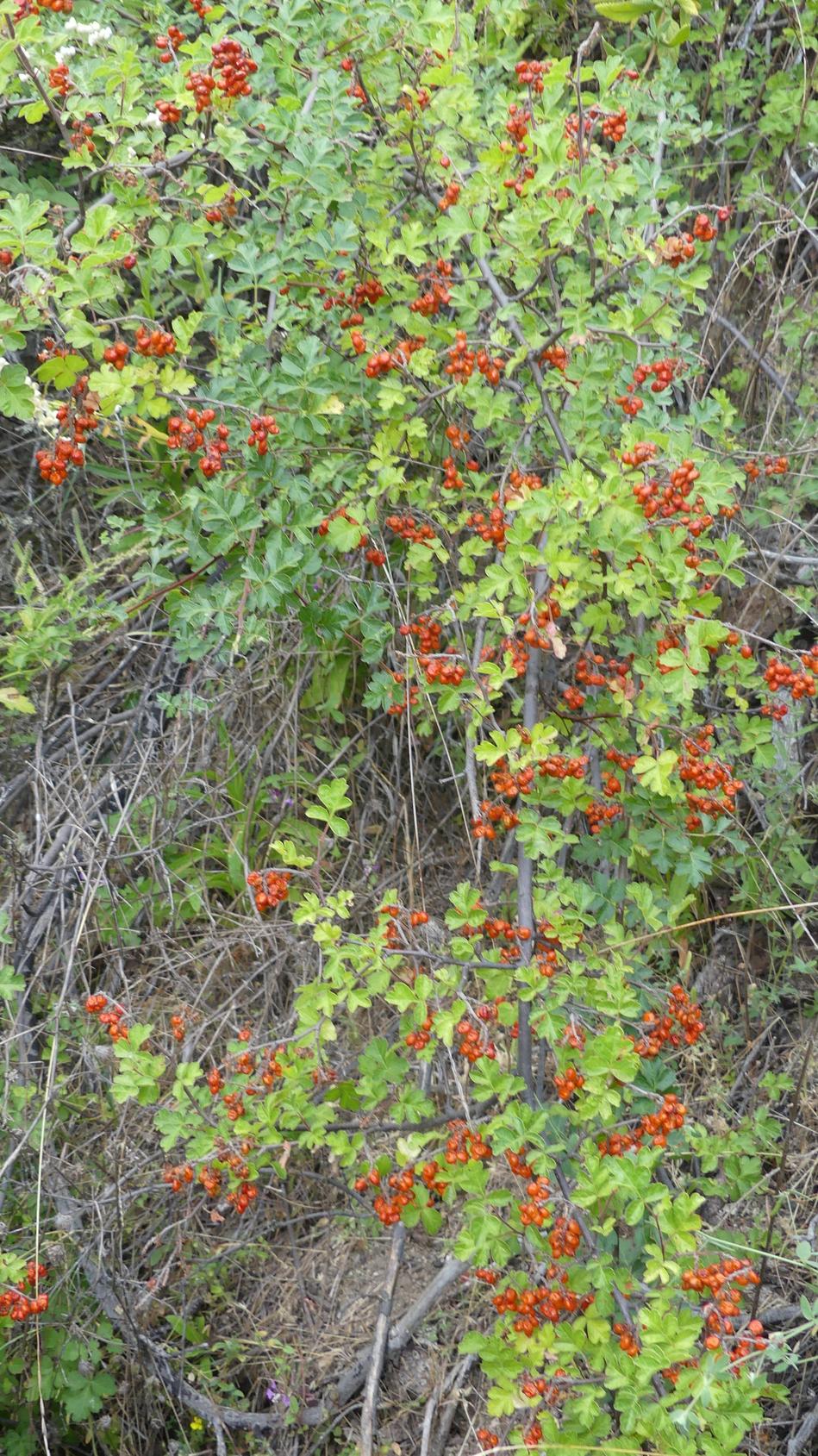 Rhus trilobata, Fragrant Sumac.