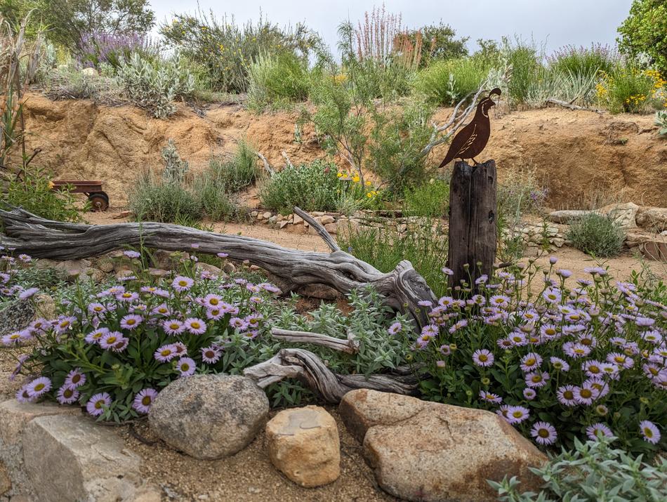 Erigeron glaucus x 'Wayne Roderick ', Wayne Roderick's Seaside Daisy.