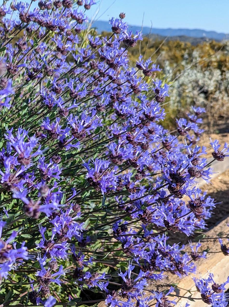 Salvia clevelandii 'Alpine Cleveland sage', Musk Sage.