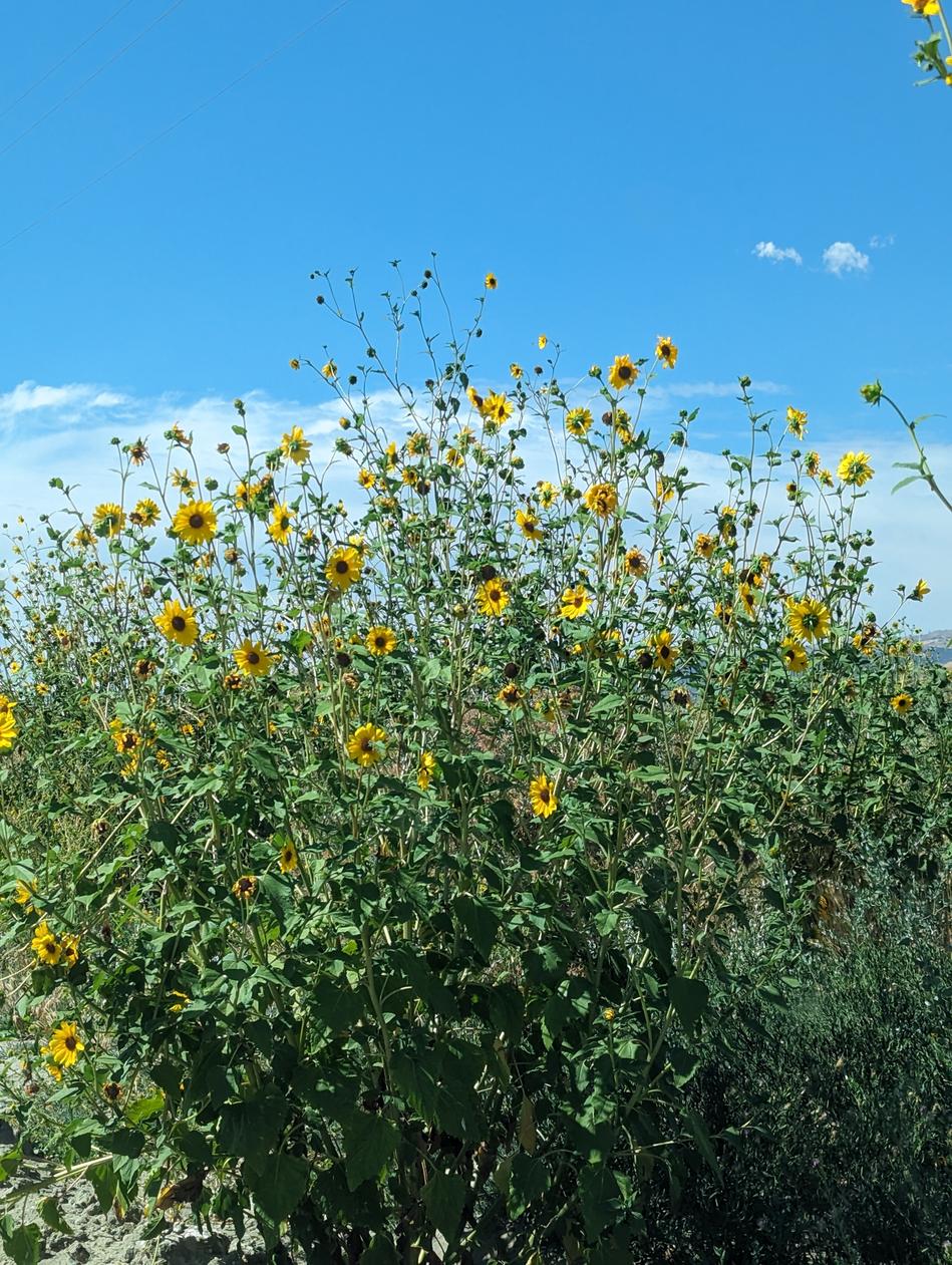 Helianthus annuus, Sunflower.