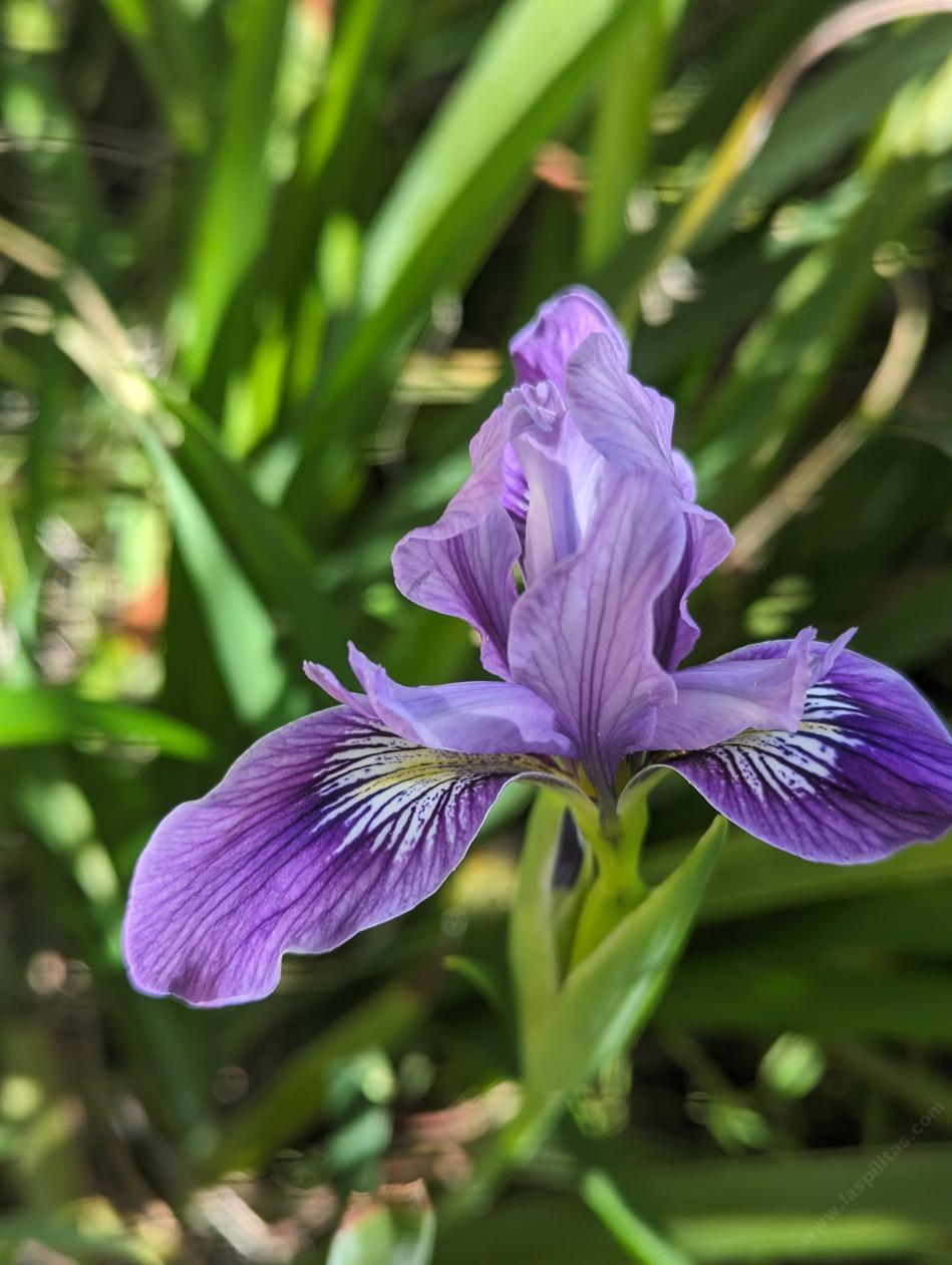 iris douglasiana