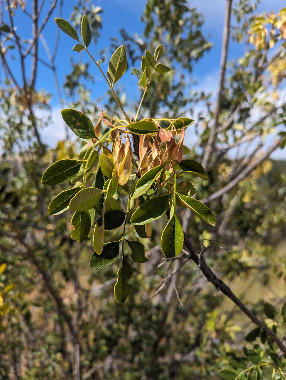 Fraxinus dipetala, Flowering.