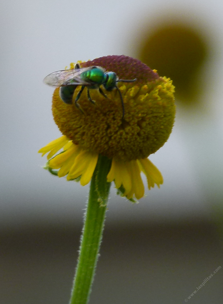 Helenium puberulum, What happened to the Flower?.