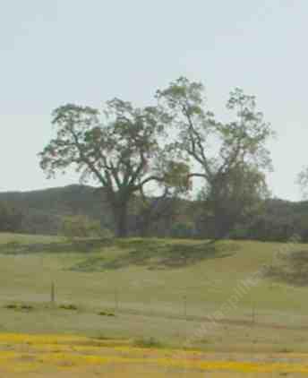 A description of the California central oak woodland or Foothill ...