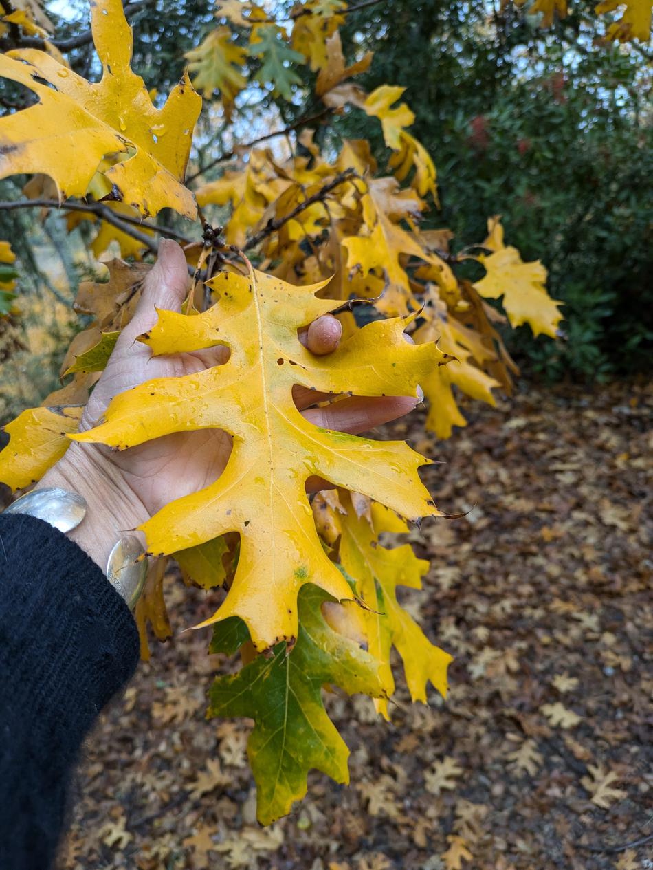 quercus kelloggii leaf