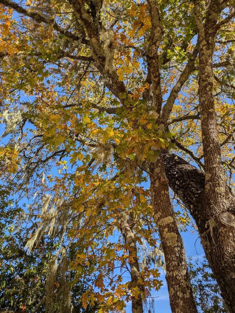 Quercus kelloggii, Kellogg Oak.