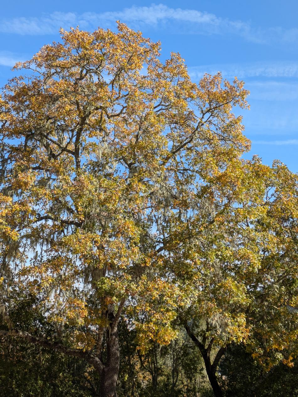 Quercus kelloggii, Kellogg Oak.