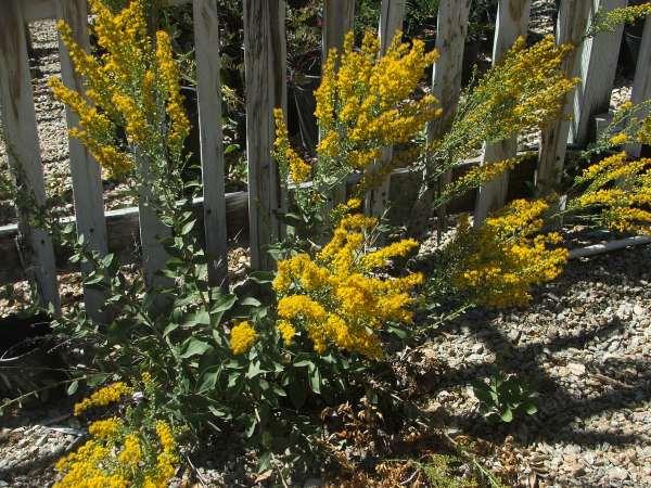 Solidago canadensis var. elongata, Canada Goldenrod.