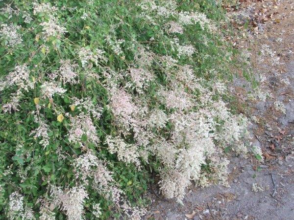 Holodiscus discolor, Cream Bush.