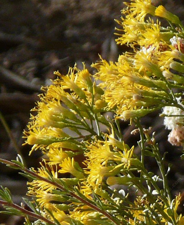 Ericameria cuneata, Wedgeleaf Goldenbush.