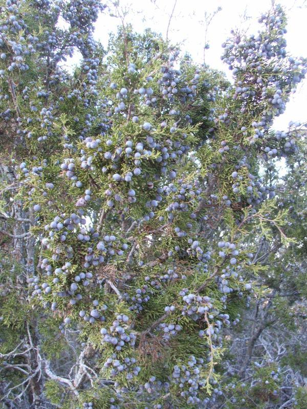 Juniperus californica, California Juniper.