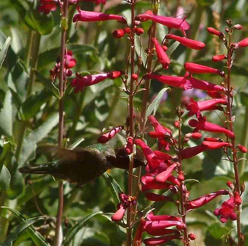 Penstemon pseudospectabilis, Desert Penstemon.