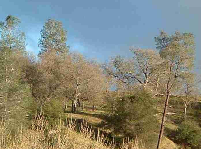 A description of the California central oak woodland or Foothill ...