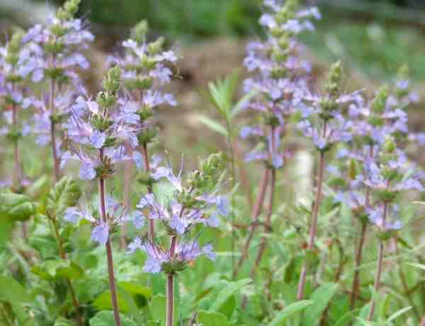 Salvia sonomensis, Creeping Sage.