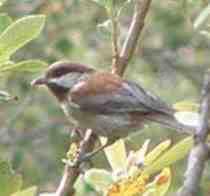 The Chestnut-backed chickadee likes the Douglas fir forests of California