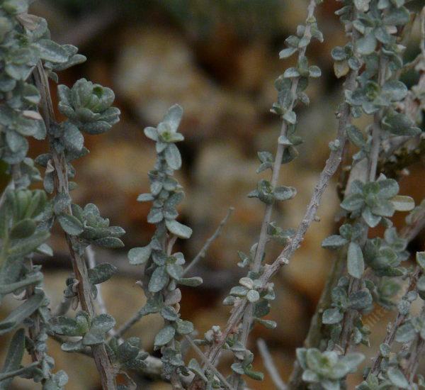 Atriplex polycarpa, Alkali Saltbush